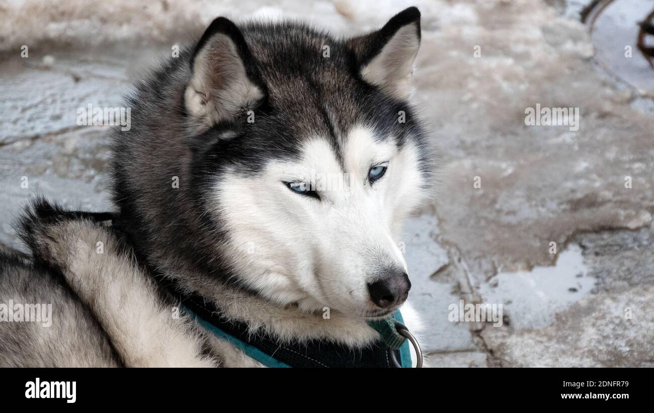 Siberian husky eye part hi-res stock photography and images - Alamy