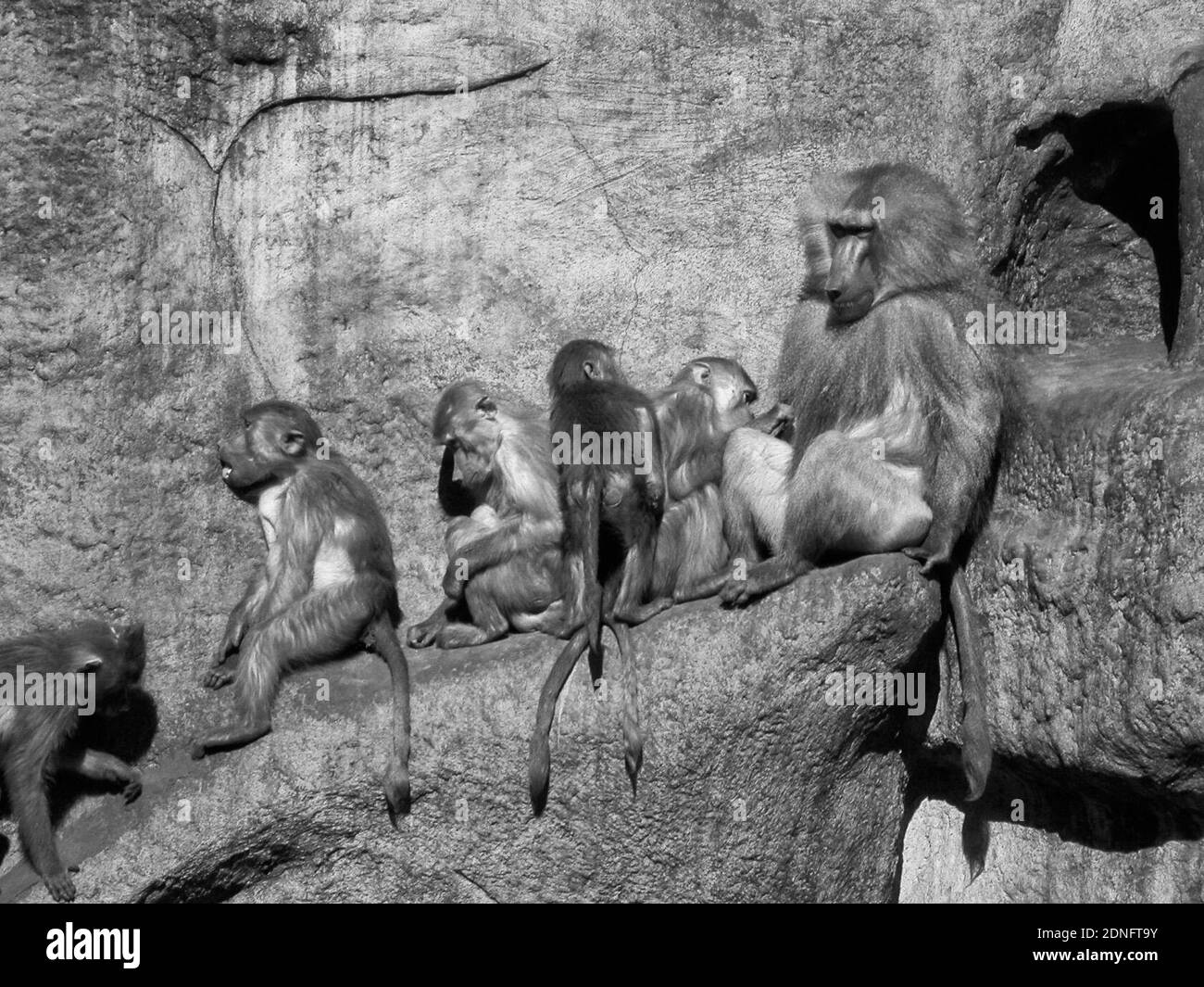 Cologne zoo wildlife tourism hi-res stock photography and images - Alamy