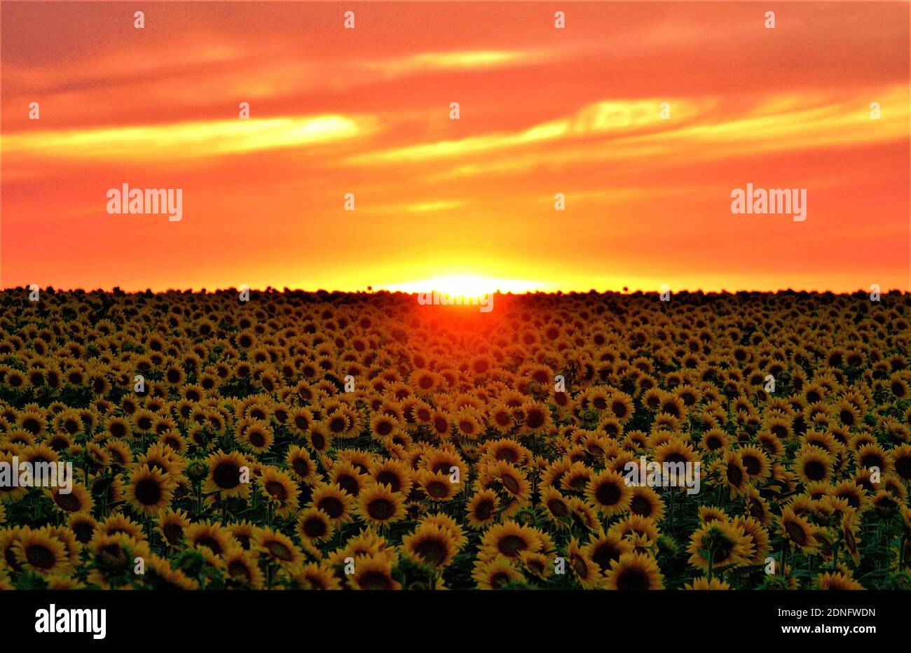 Sunflower Field at Sunset Stock Photo - Alamy