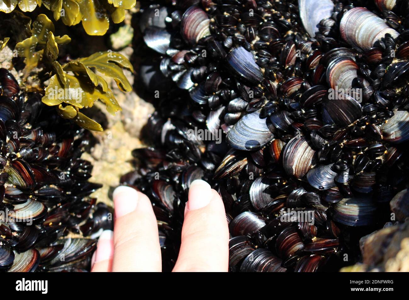 Hand with seaweed and shells hi-res stock photography and images - Alamy