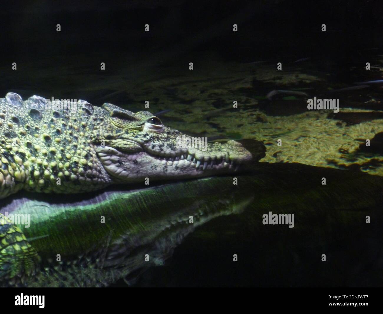 Alligator body underwater hi-res stock photography and images - Alamy