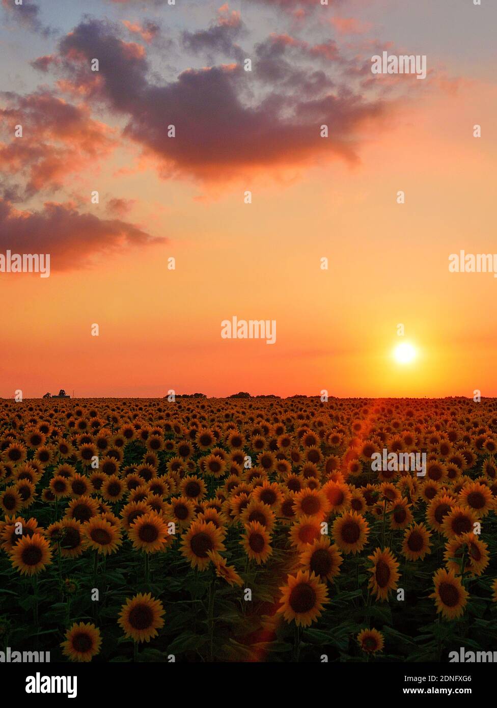 Sunflower Field at Sunset Stock Photo - Alamy