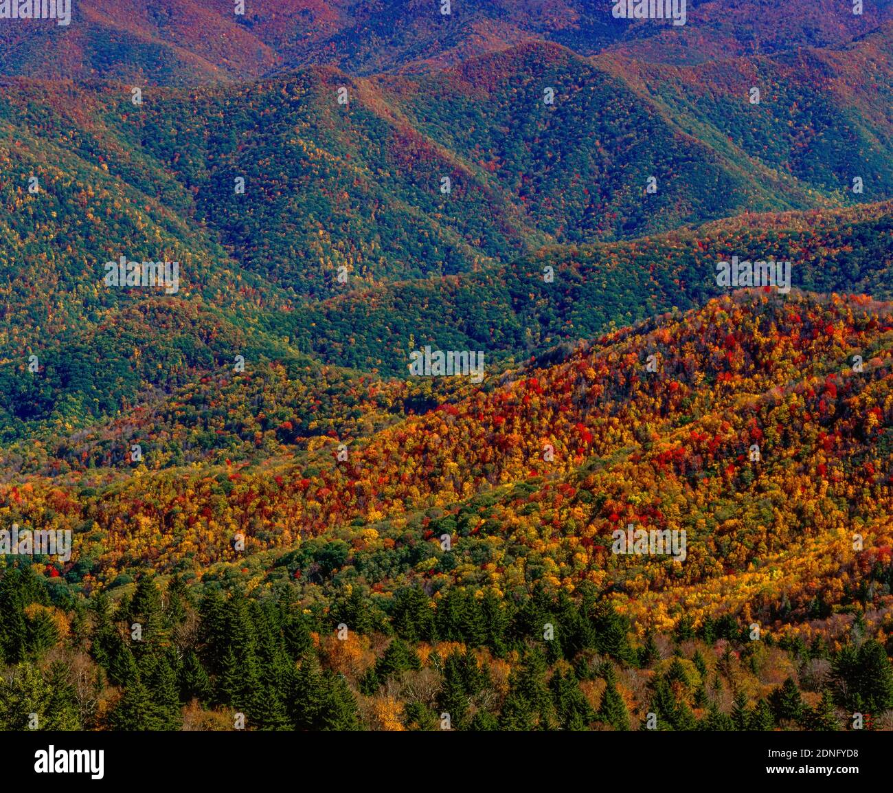 North carolina national forest hi-res stock photography and images - Alamy