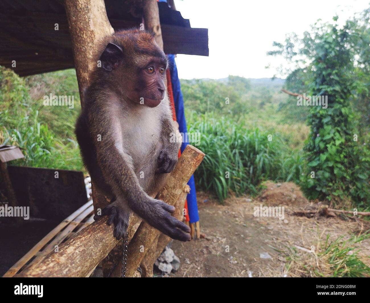 Philippine animals hi-res stock photography and images - Alamy