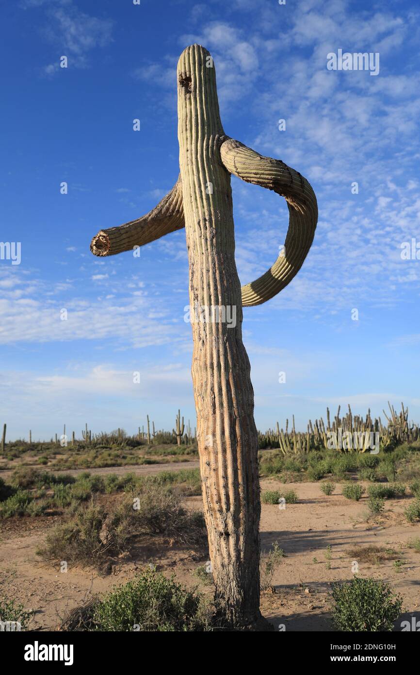 Alien cactus hi-res stock photography and images - Alamy