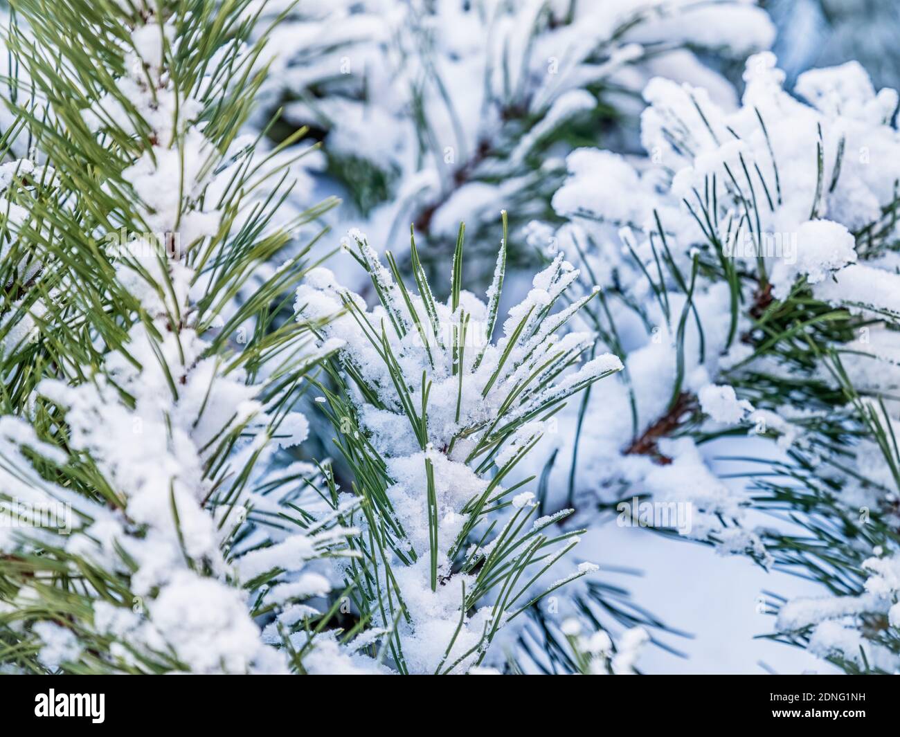 Green young pine trees covered in white snow. Winter natural background ...