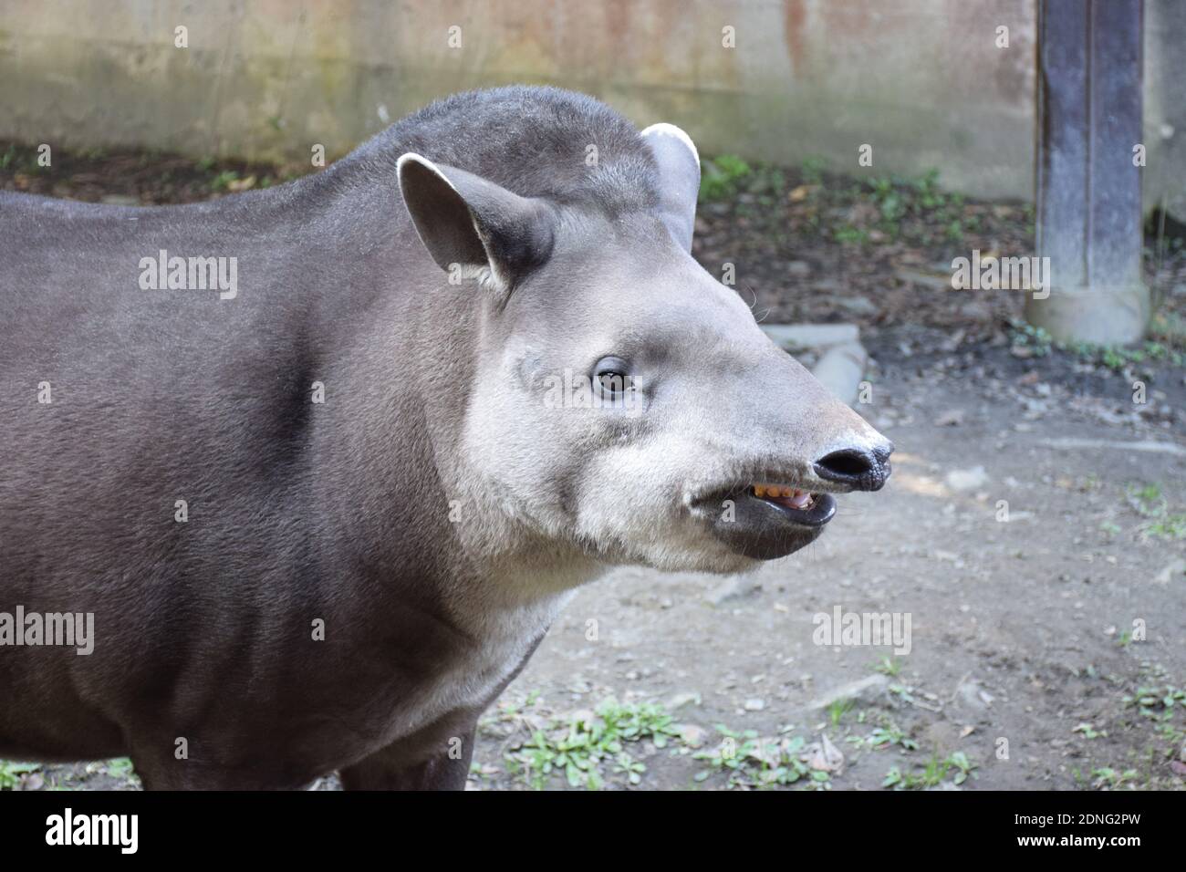 Tapir head hi-res stock photography and images - Alamy