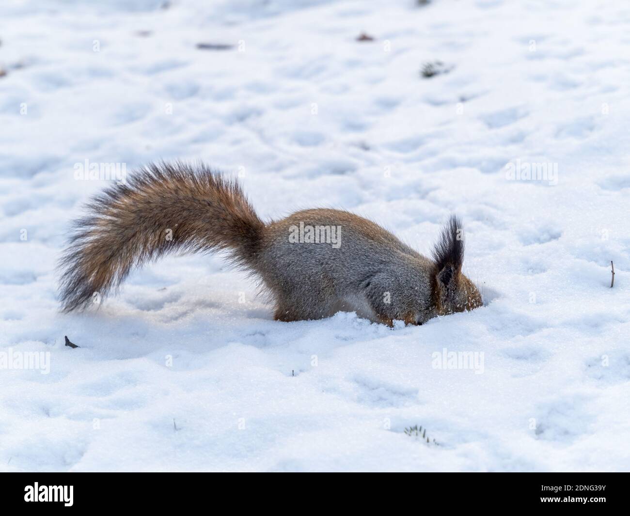 Squirrel hides nuts in the white snow. Eurasian red squirrel, Sciurus ...