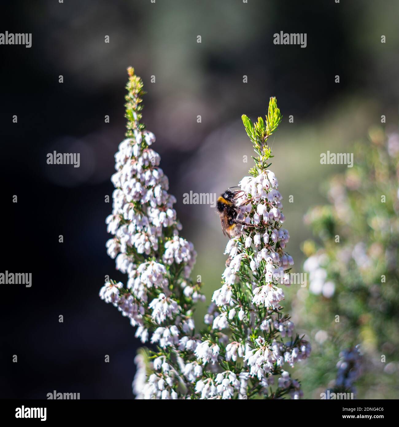 Erica Arborea Flowering High Resolution Stock Photography and Images ...