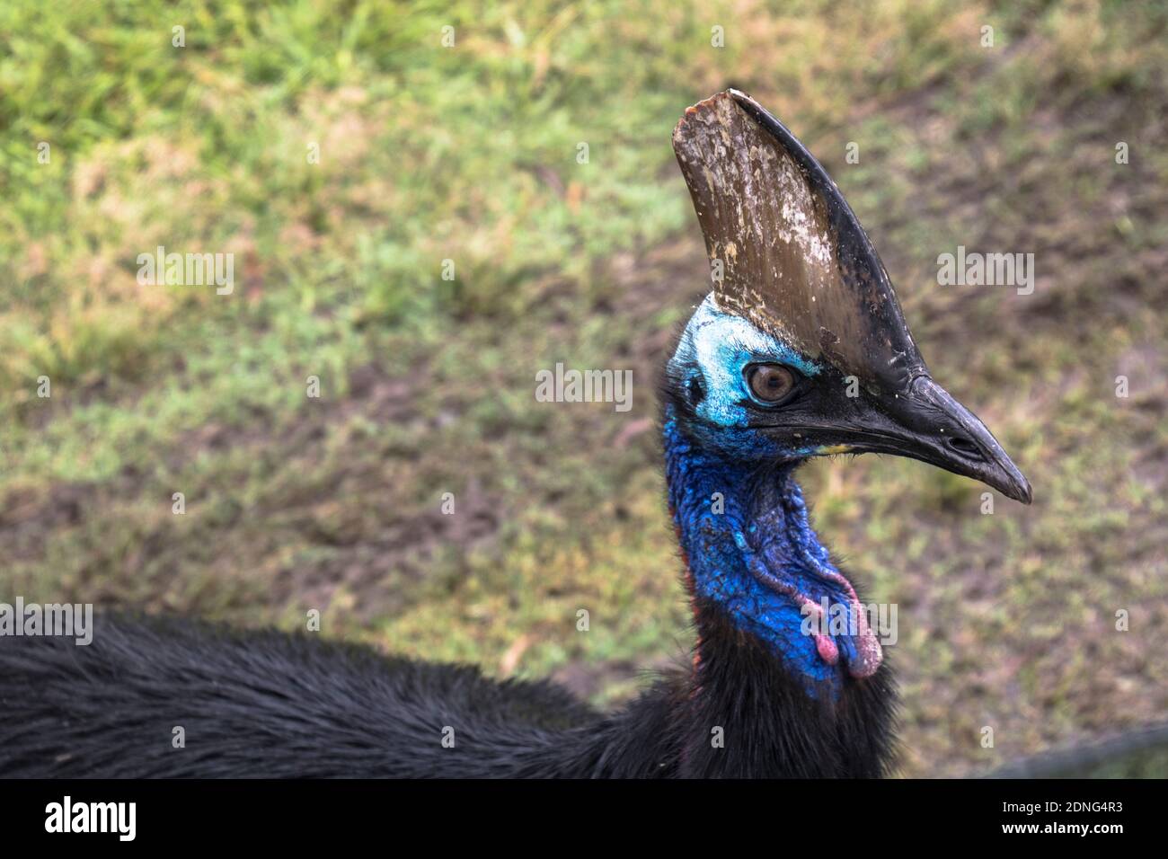 Helmet cassowary southern cassowary cassowary High Resolution Stock ...