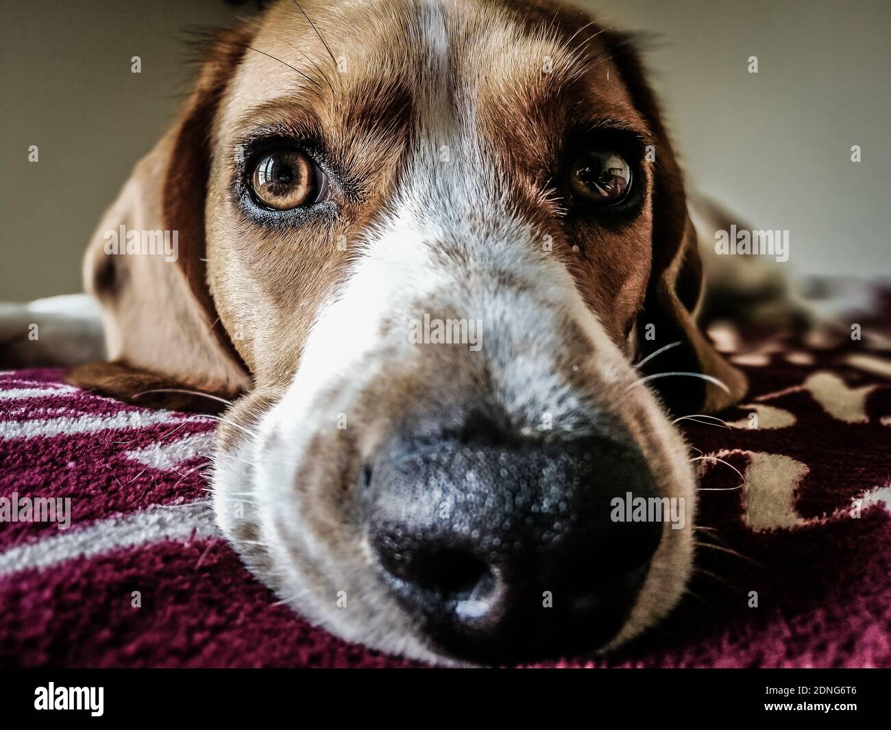 Beagle Nose High Resolution Stock Photography and Images - Alamy