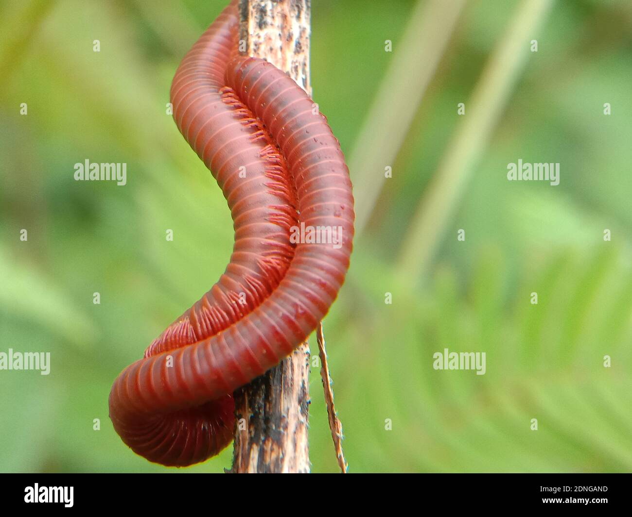 Snake Curled Up High Resolution Stock Photography and Images - Alamy