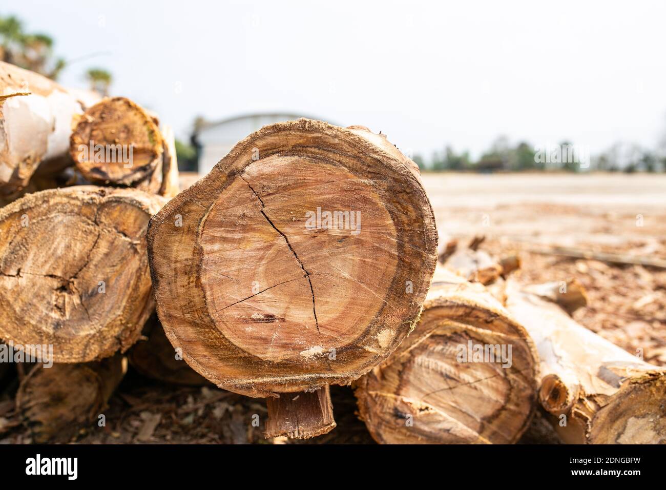 Eucalyptus Firewood High Resolution Stock Photography and Images - Alamy