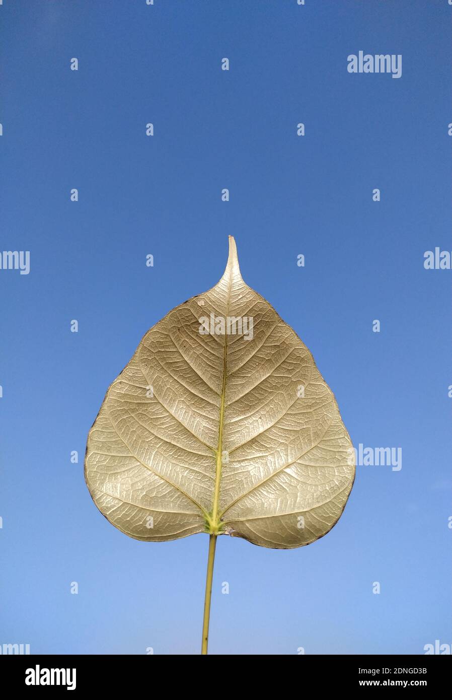 Peepal hi-res stock photography and images - Alamy