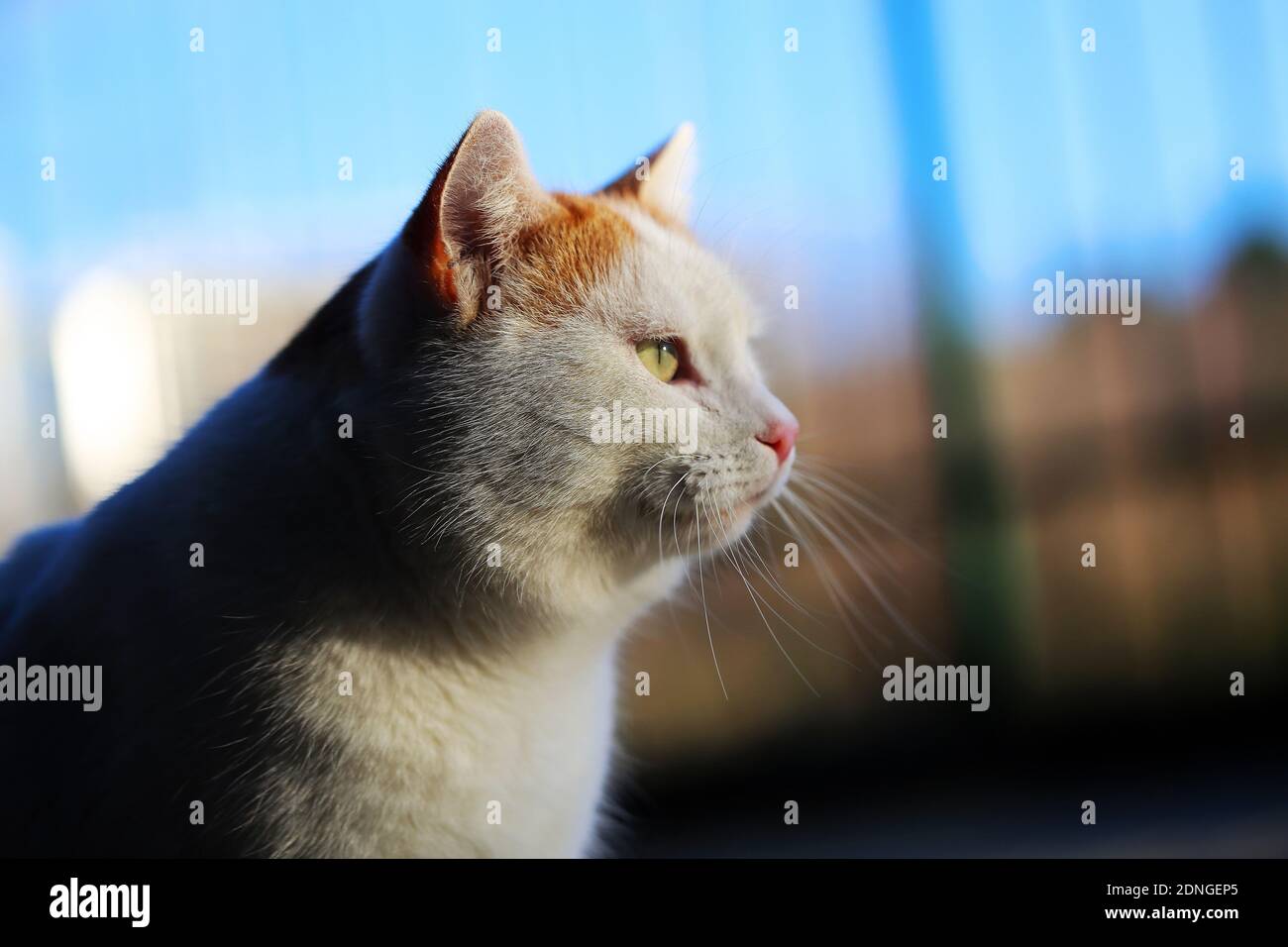 Photo of a beautiful white cat illuminated by the sun in the park ...