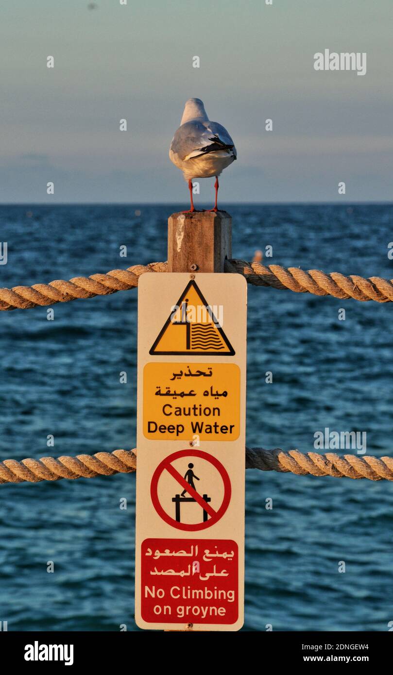 Seagull warning sign animal wildlife hi-res stock photography and ...