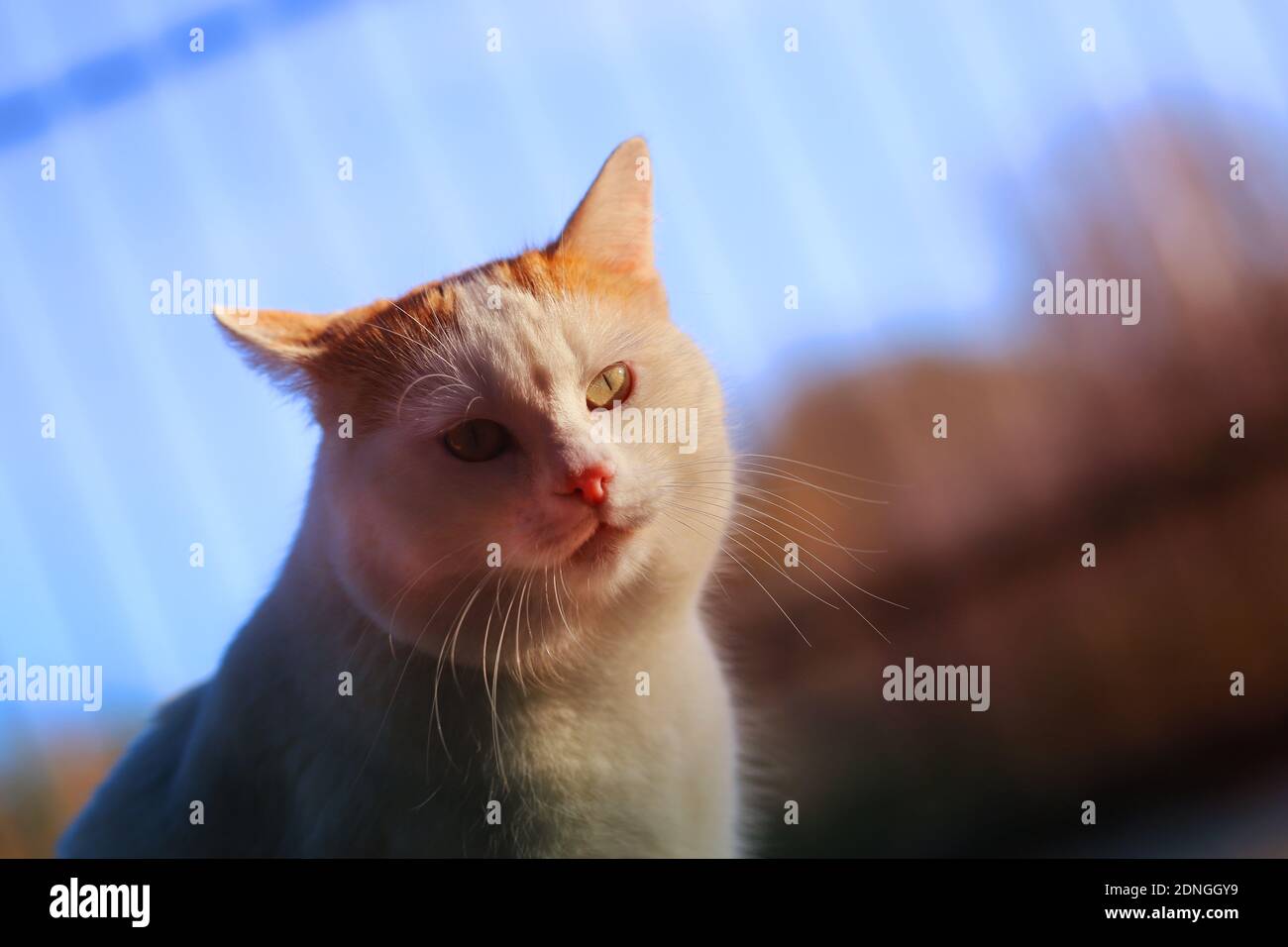 Photo of a beautiful white cat illuminated by the sun in the park ...