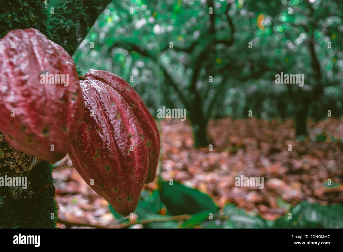 Cacao tree flower hi-res stock photography and images - Alamy