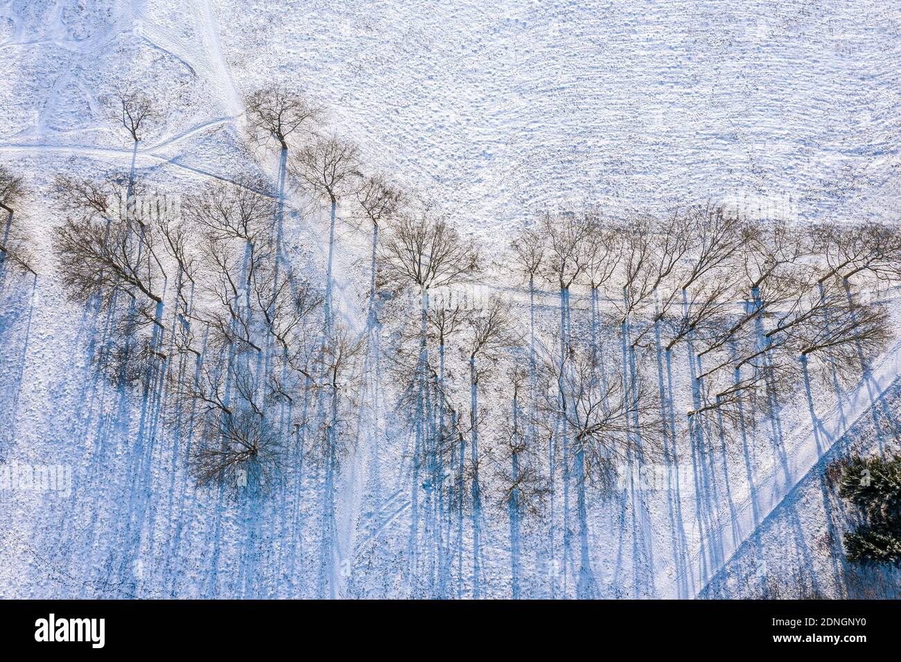 snowy winter park landscape. trees and their shadows on snow. aerial ...