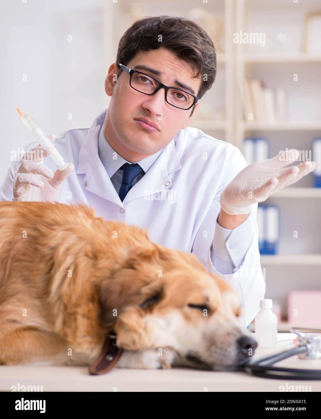 The doctor examining golden retriever dog in vet clinic Stock Photo - Alamy