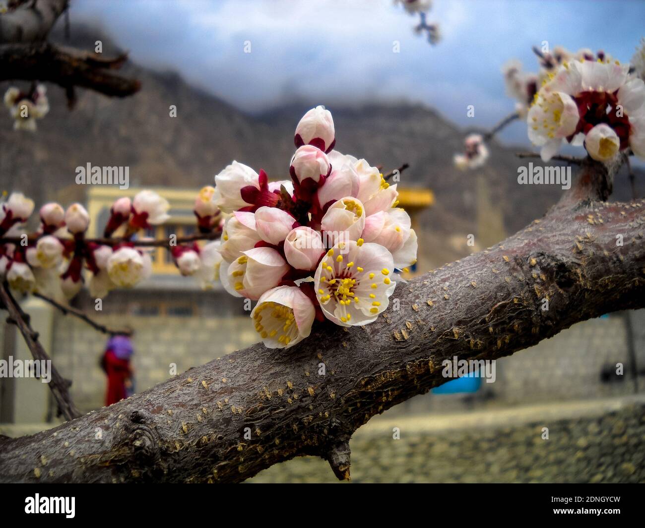Blossom Tree Pakistan High Resolution Stock Photography and Images - Alamy