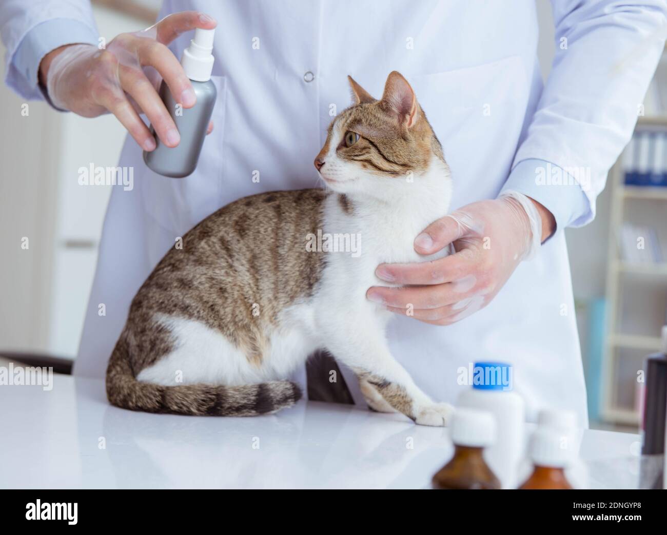Cat visiting vet for regular check up Stock Photo - Alamy