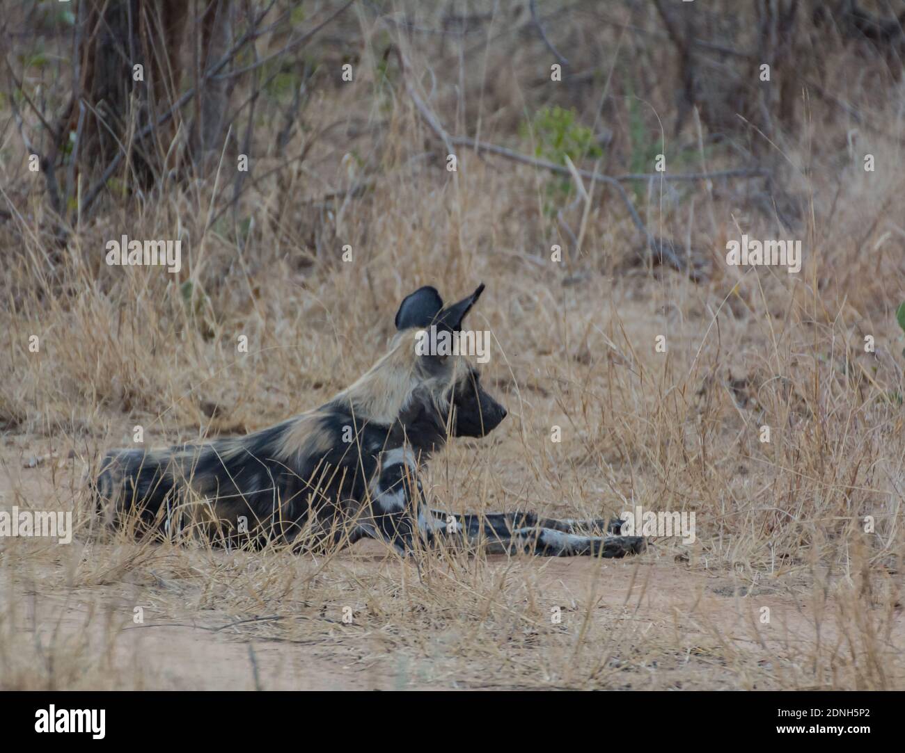 Hyena sitting hi-res stock photography and images - Alamy
