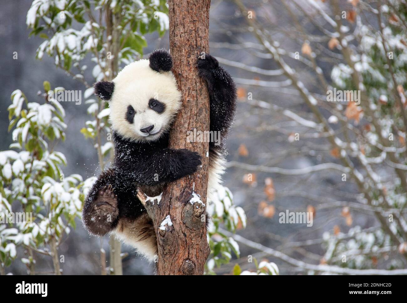 After a heavy snowfall, several giant pandas play happily in the snow ...