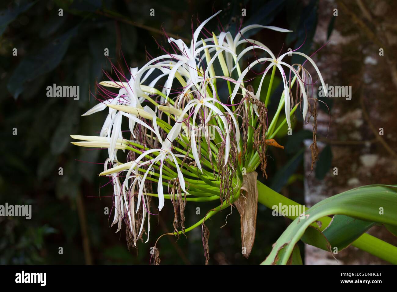 Swamp Lily (Crinum pedunculatum) flowers. December 2020. Daintree ...