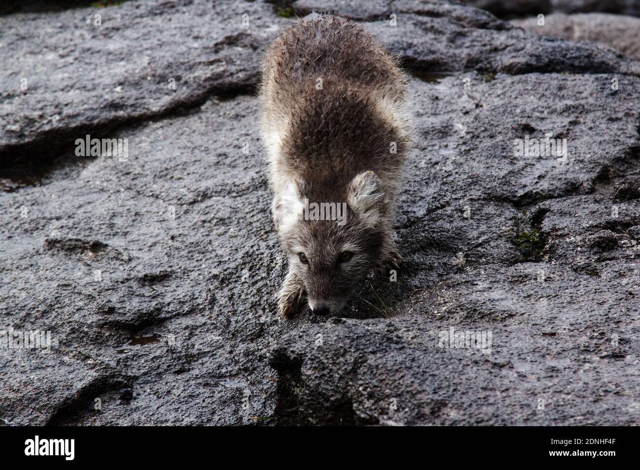 Artic fox iceland hi-res stock photography and images - Alamy