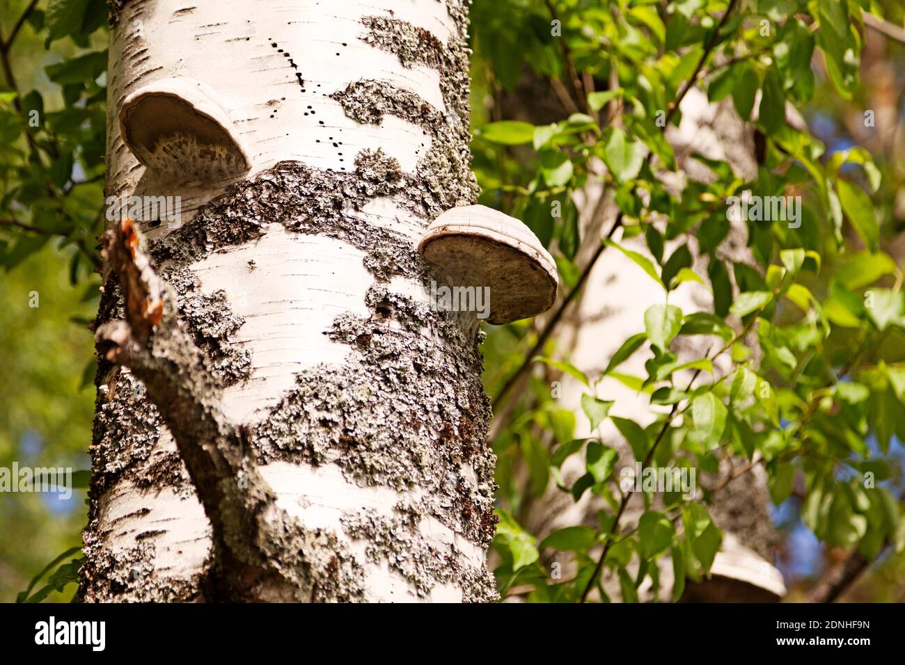 a birch with large fungal infestations called polypore Stock Photo - Alamy
