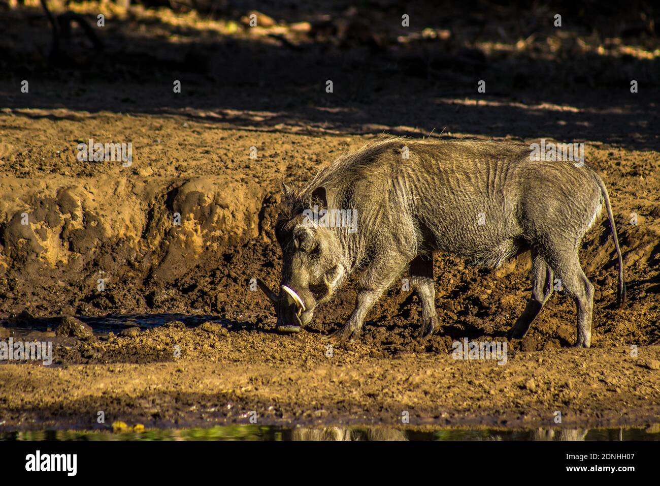 Pigs In A Field Stock Photo - Alamy