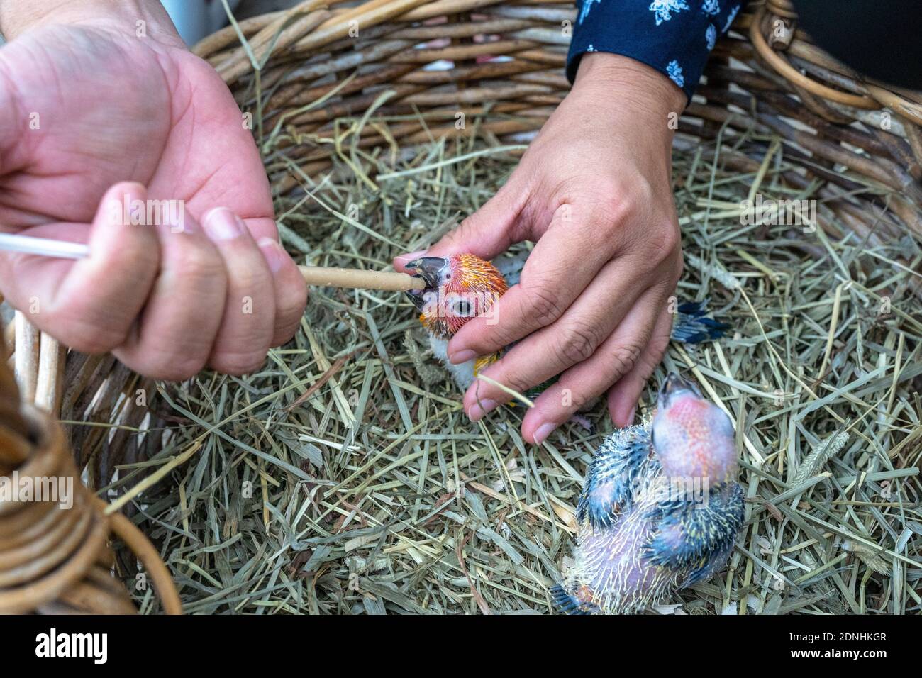 Hands holding birds nest hi-res stock photography and images - Alamy