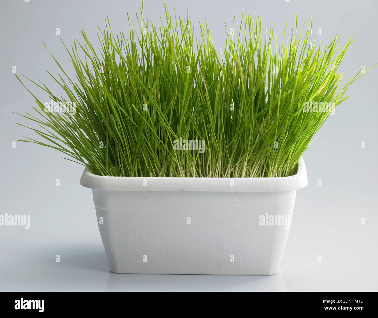 Container Of Wheat Grass High Resolution Stock Photography and Images ...