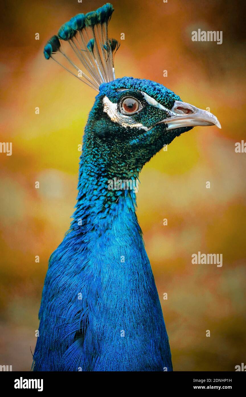 Close-up Of Peacock Looking Away Stock Photo - Alamy