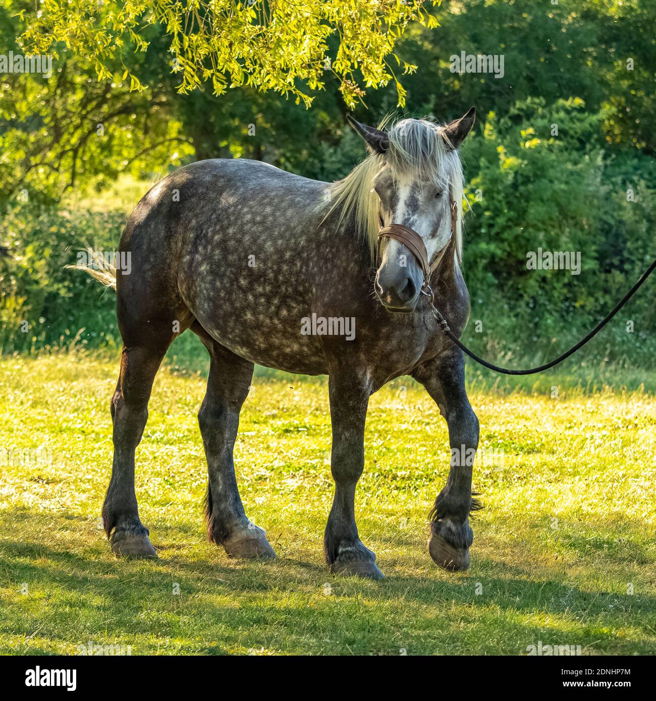 A thoroughbred horse standing in a field in Provence Stock Photo - Alamy