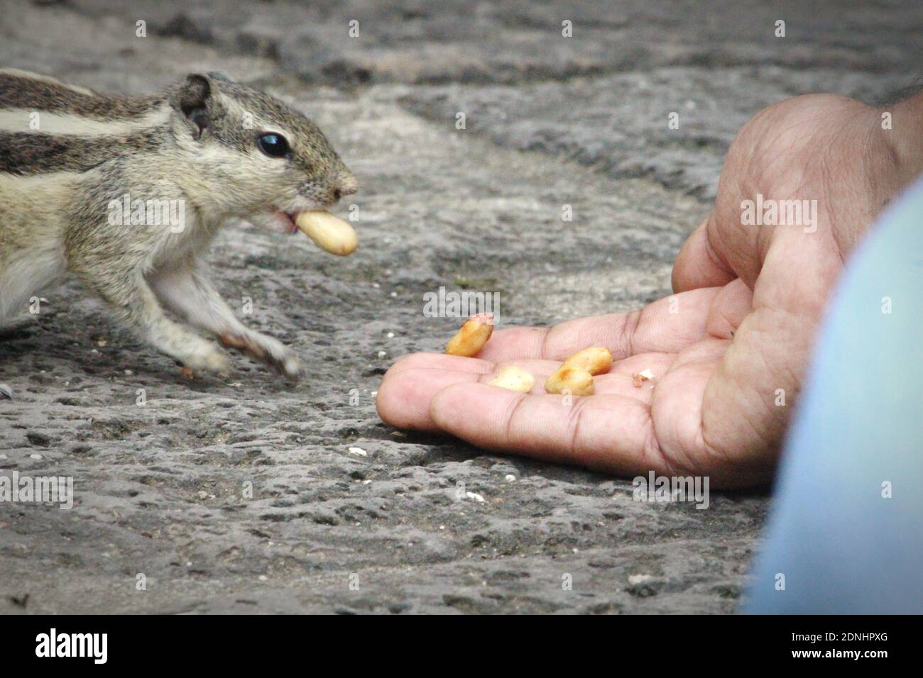 Helping the wildlife hi-res stock photography and images - Alamy