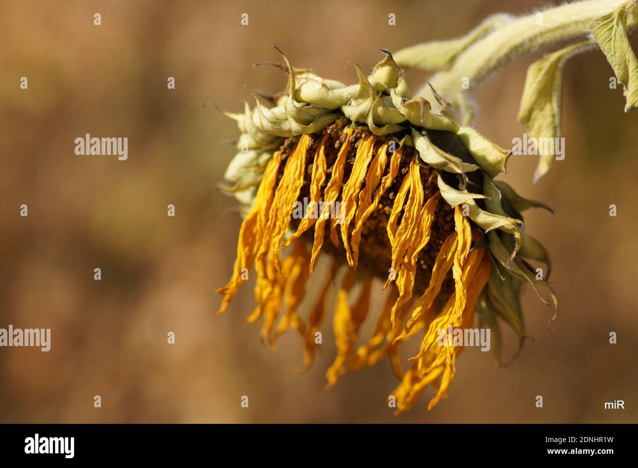 Sunflower dead hi-res stock photography and images - Alamy