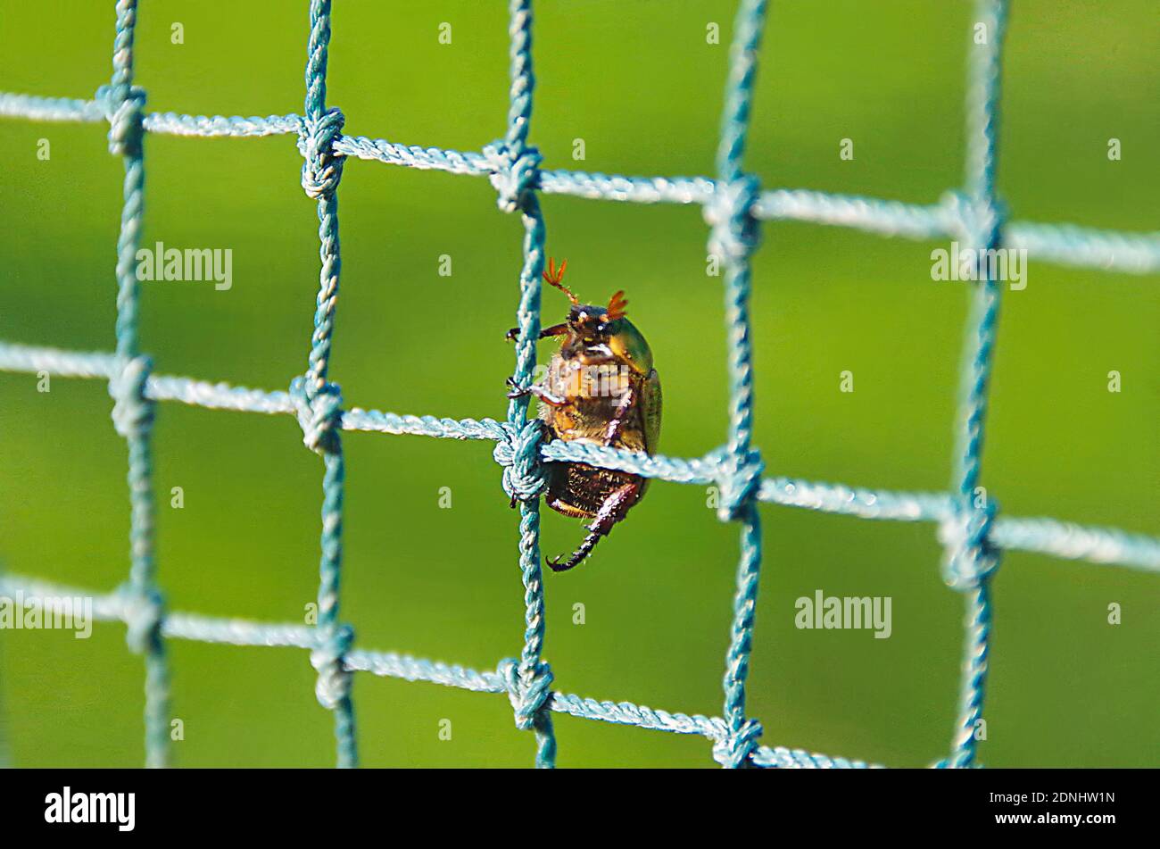 Climbing bugs hi-res stock photography and images - Alamy