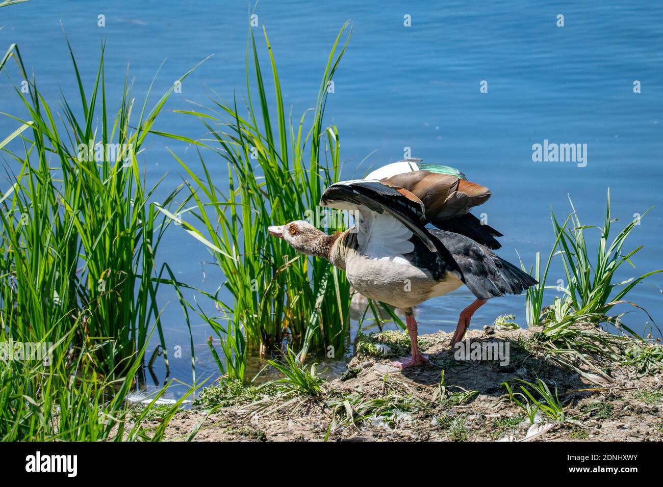 Egyptian goose stretching hi-res stock photography and images - Alamy