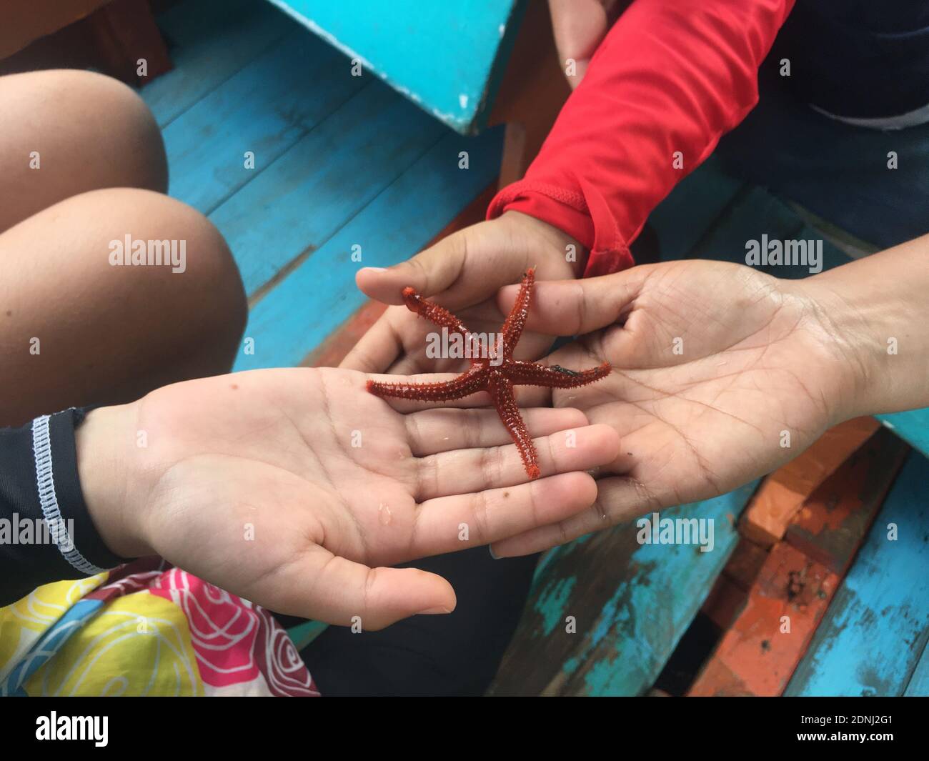 Human hands holding starfish hi-res stock photography and images - Alamy