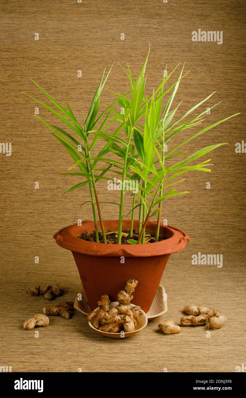 Potted Ginger Plant