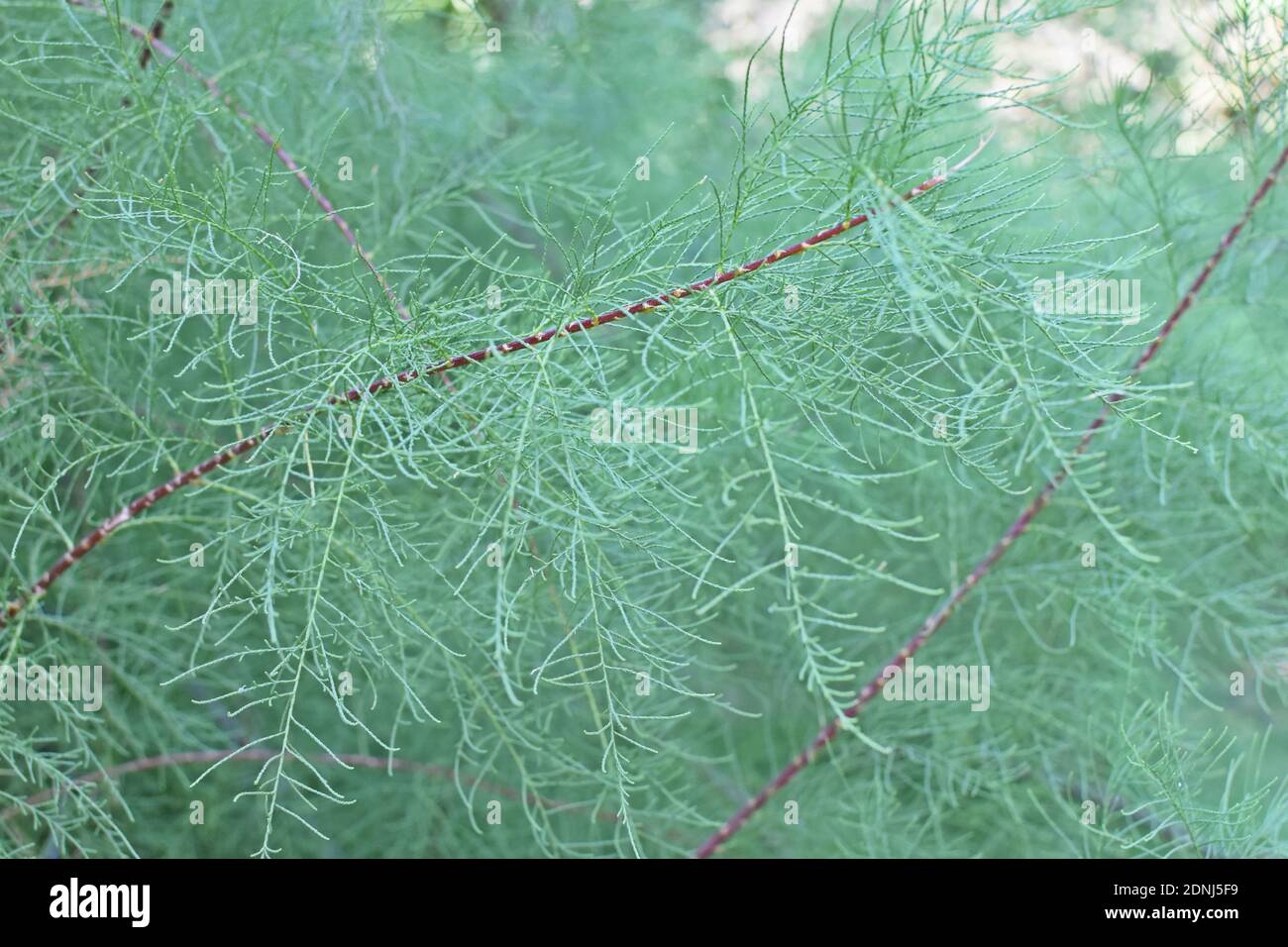 Conifer texture hi-res stock photography and images - Alamy