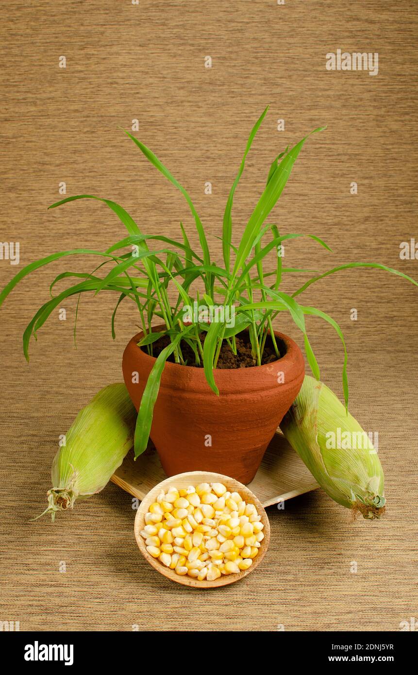 Sweet Corn Plant in pot and Loose kernels of sweet corn . Husked sweet ...