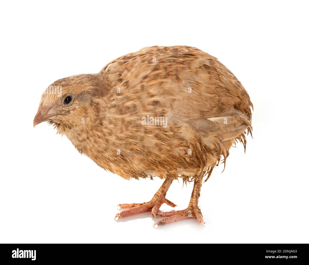 japanese quail in front of white background Stock Photo - Alamy