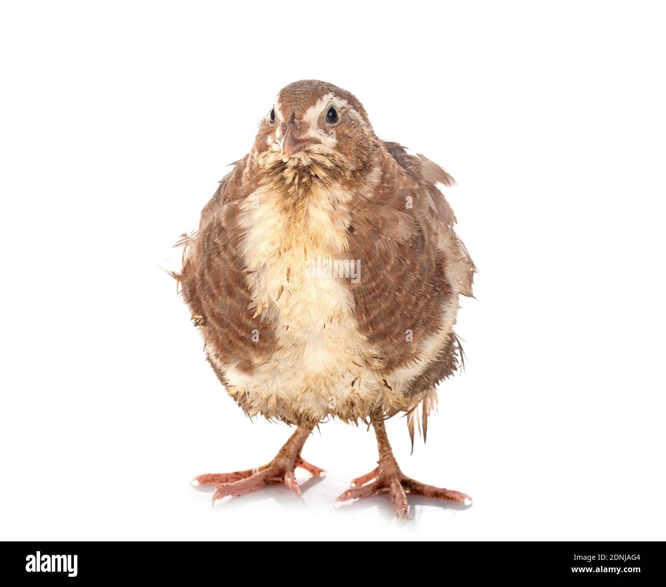 japanese quail in front of white background Stock Photo - Alamy