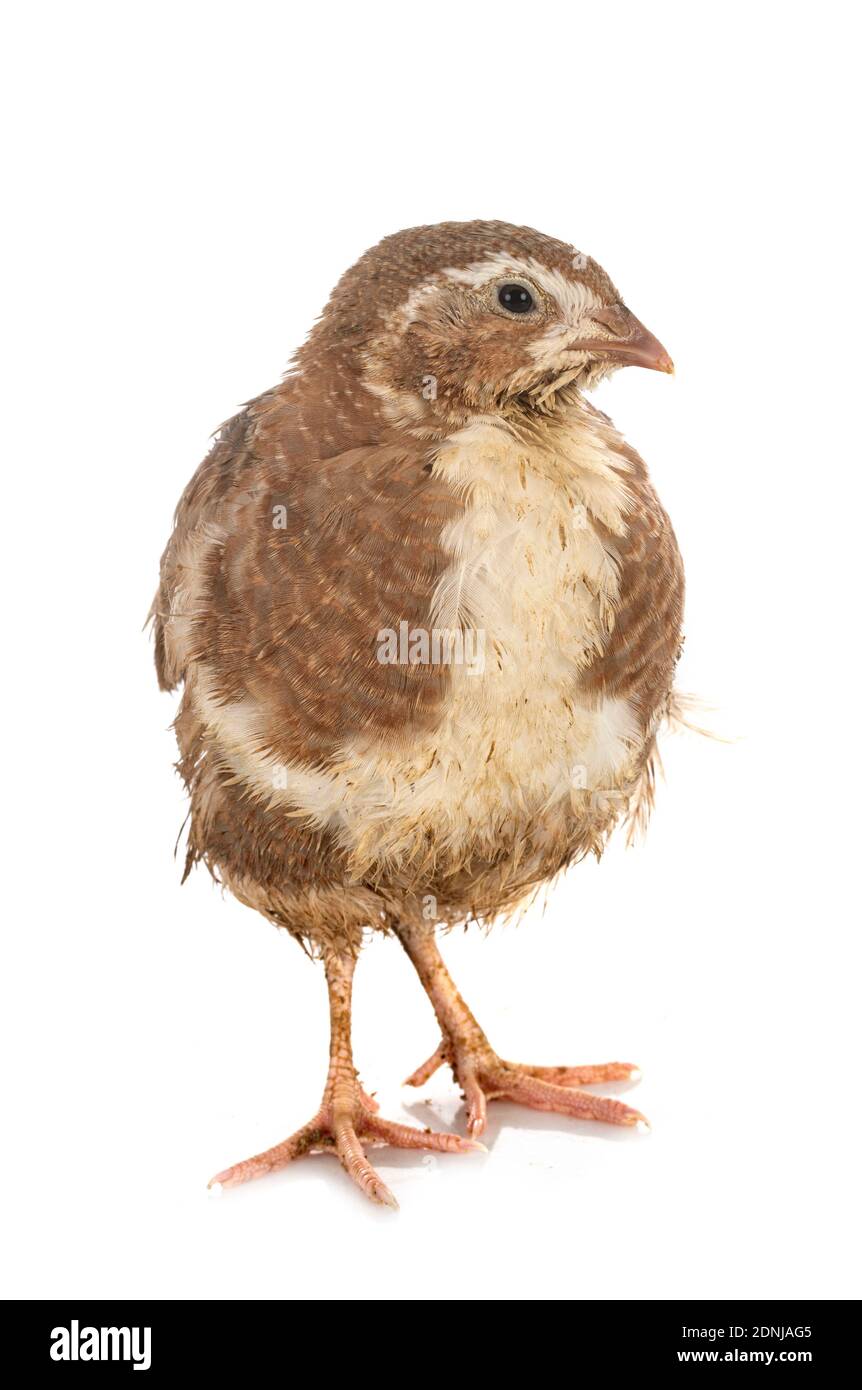 japanese quail in front of white background Stock Photo - Alamy