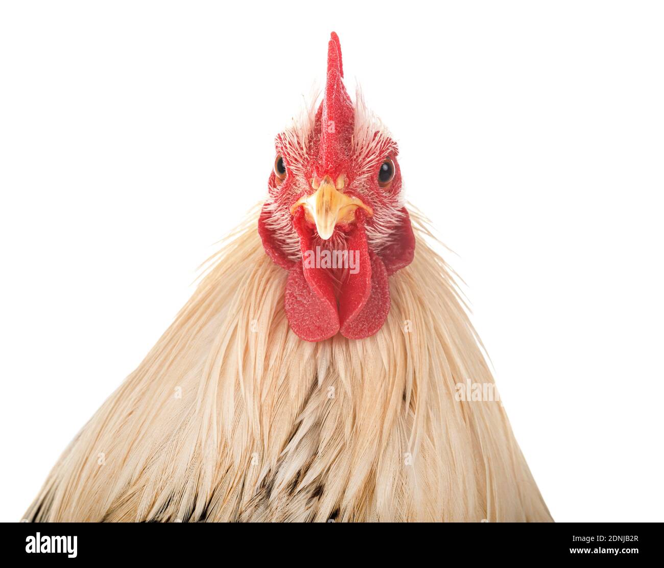 pekin chicken in front of white background Stock Photo - Alamy