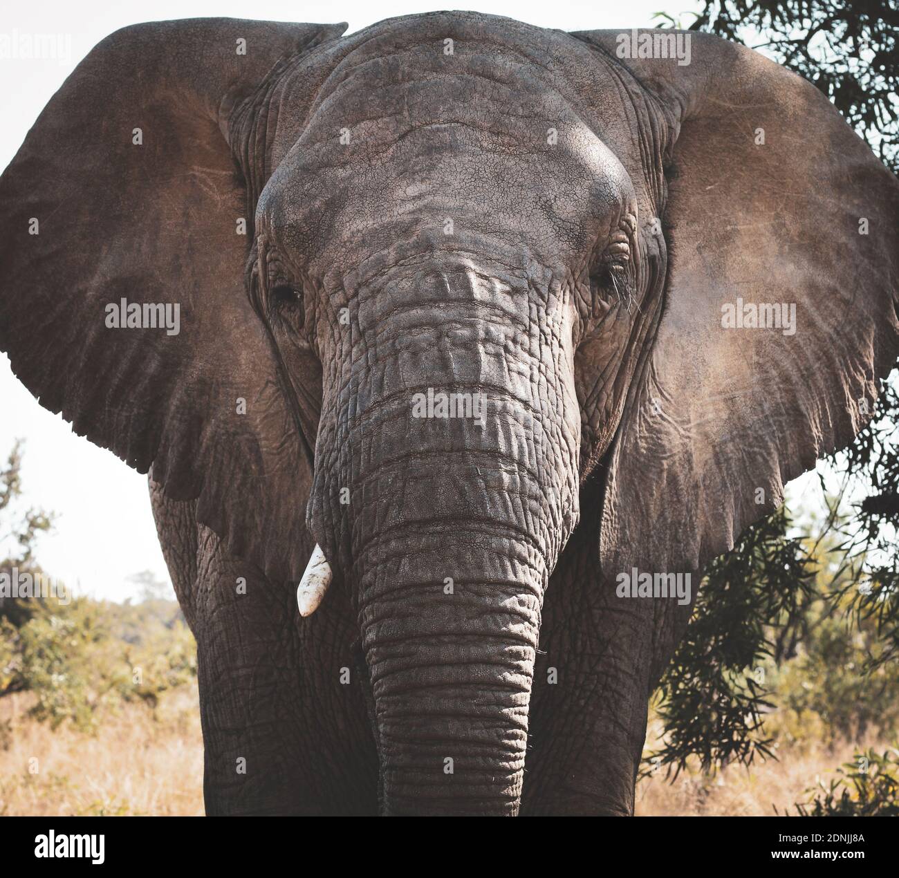 Close up photo of a beautiful elephant head Stock Photo - Alamy