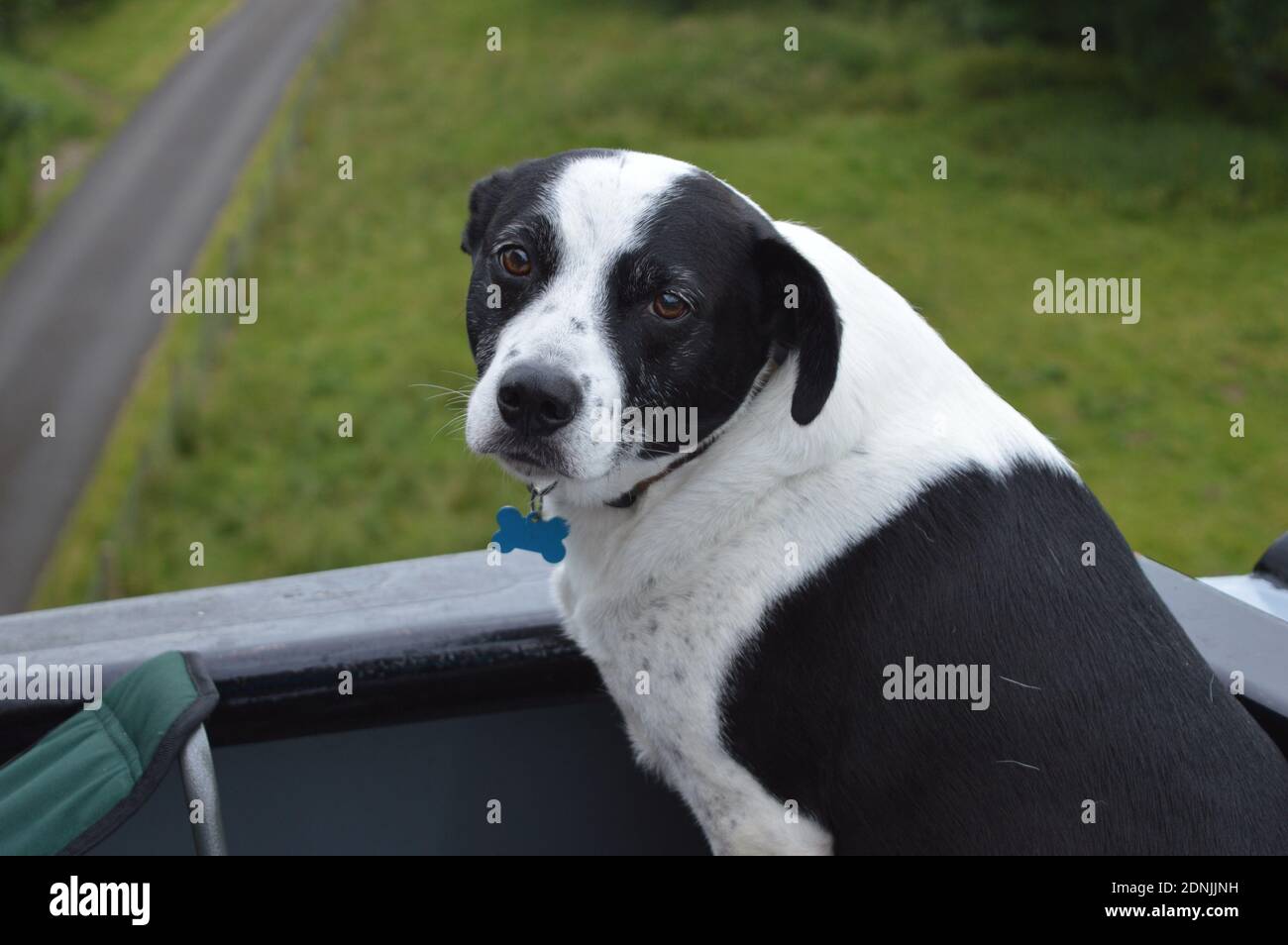 Dog on barge hi-res stock photography and images - Alamy